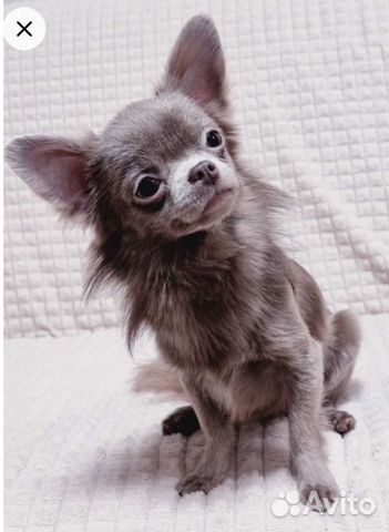 Чихуахуа мальчик мини