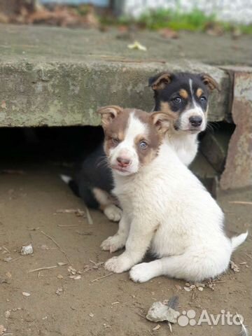 Собаки бесплатно в добрые руки щенки