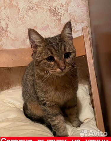 Очень ласковая девочка в добрые руки