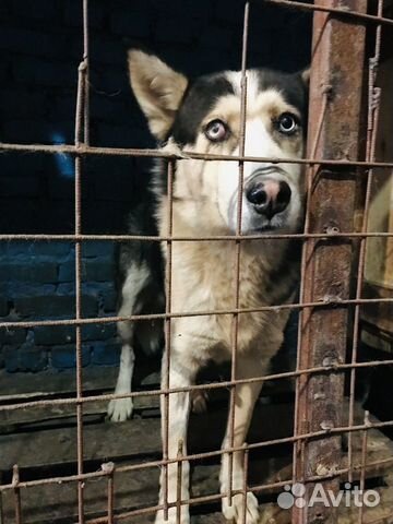 Найден хаски