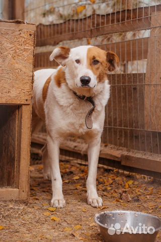 Очень добрый Бельчик ищет дом