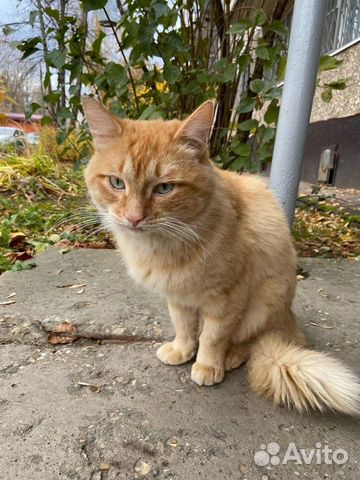 Ласковому, пушистому Рыжику очень нужен дом