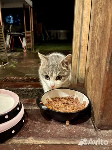Котенок ищет дом