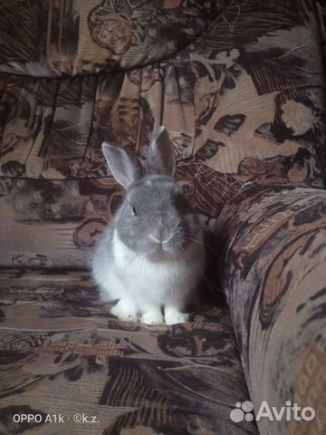 Цветной карлик с Рекс и сатин геном, самец