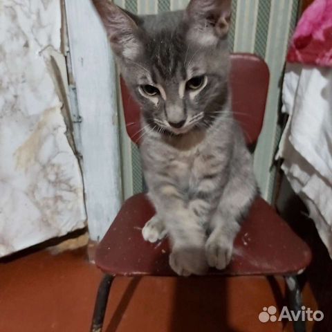 Кошки в добрые руки бесплатно