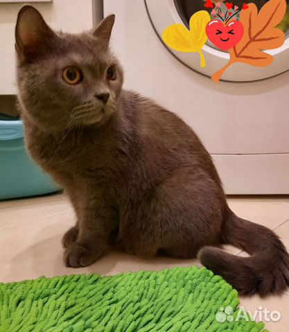 Отдам кота (потеряшку) в добрые руки