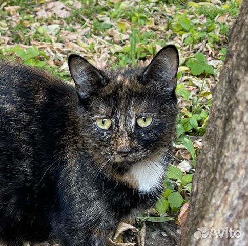 Кошка в добрые руки