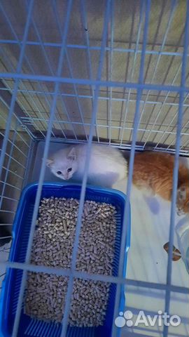 Отдам в добрые руки Рыжик мальчик Белянка девочка