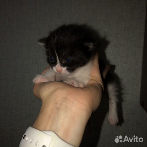 Котята смесь турецкой ангоры