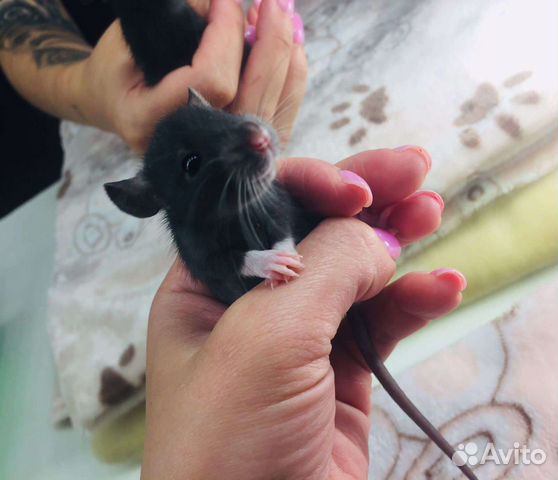 Крыса дамбо