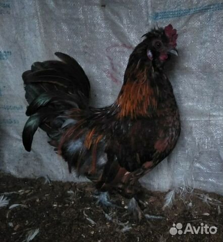 Петух карликовый