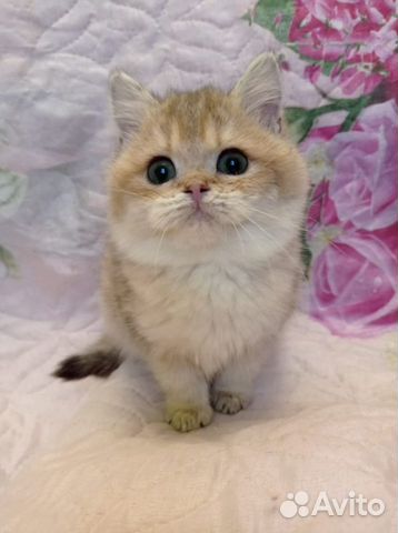 Британская кошечка золотая затушеванная шиншилла