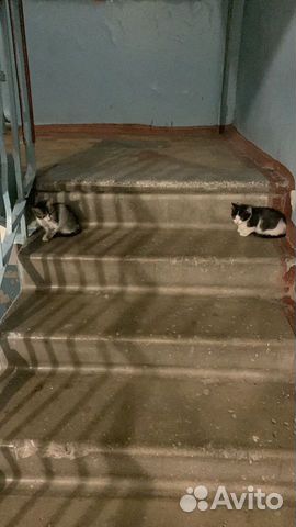 Котята отдам бесплатно