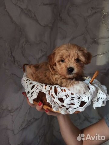 Мальтипу Ф1/Maltipoo F1 самый нежный ребенок
