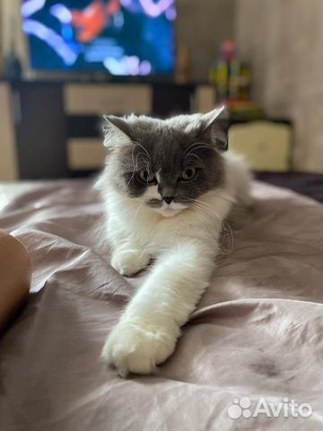 Домашняя кошка