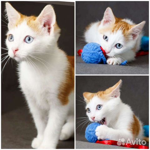 Котята, котенок, голубоглазый рыжий малыш