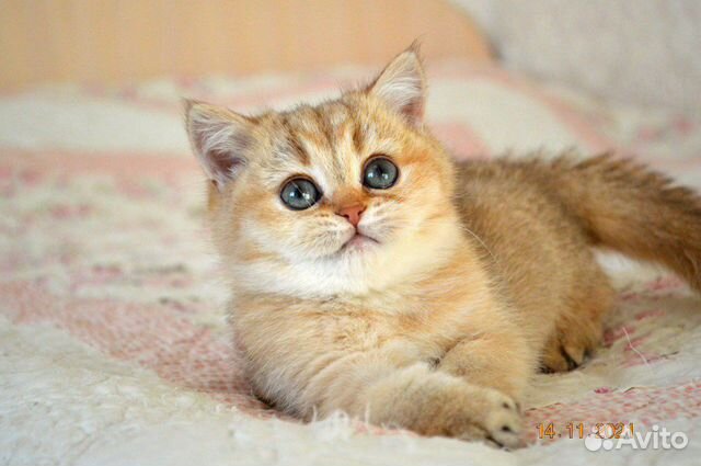 Британский джентельмен