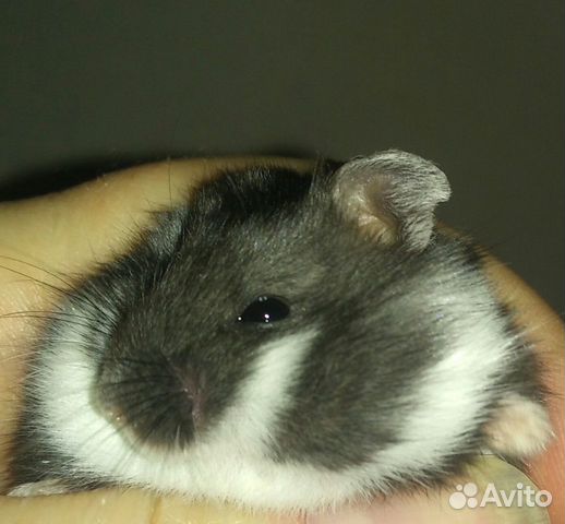 Джунгарский хомяк бесплатно