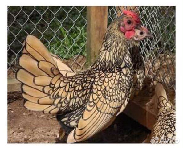 Петушки молодые породы Сибрайт