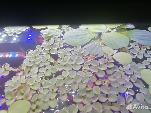 Сальвиния плавающая
