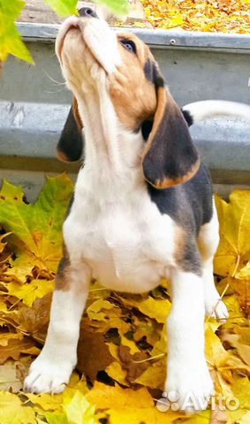 Плюша длинные уши