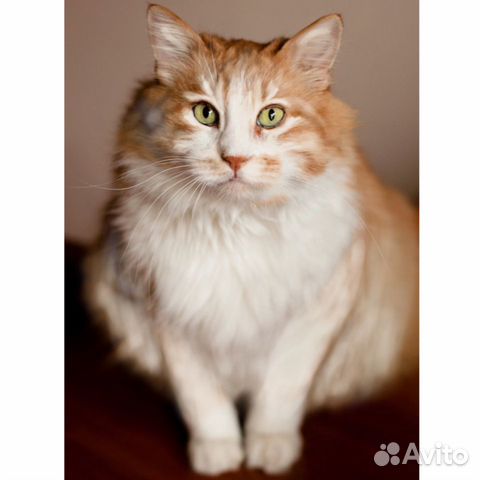 Кот Бегемот