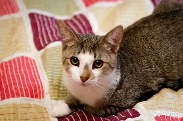 Ласковый дружочек - котёнок Хома