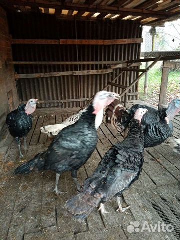 Индюки индюшки индейки