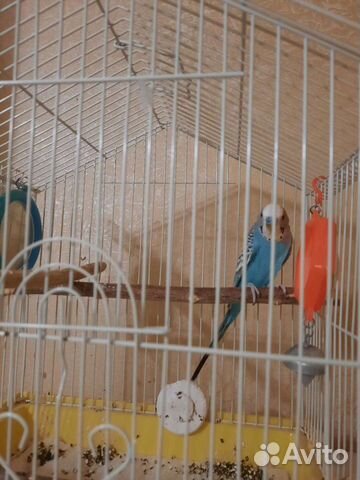 Волнистый попугай мальчик