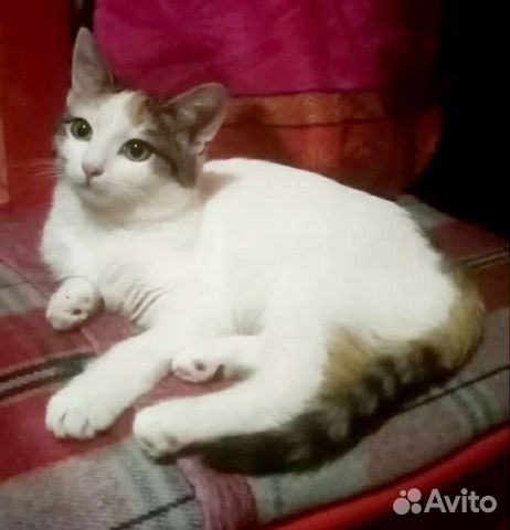 Кошечка, которую вернули, потому что она хотела иг