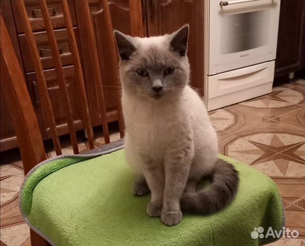 Котенок подросток 7 месяцев, мальчик