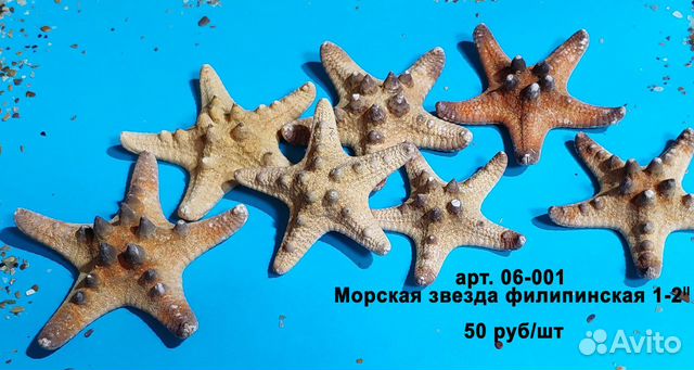 Морские звезды