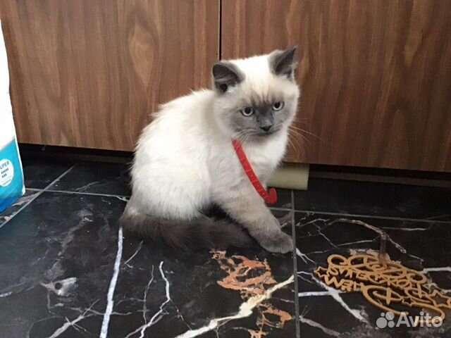 Котёнок мальчик 3 мес ищет семью