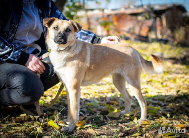 Мия в добрые руки