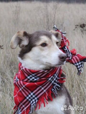 Не собачка а мечта. Ищем ей дом и любящую семью. П