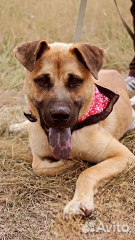 Контактный и в меру активный Ларс отдам