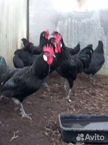Куры петухи