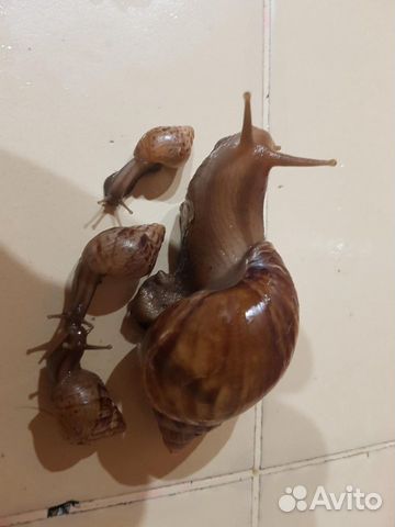 Улитки ахатины ретикулята