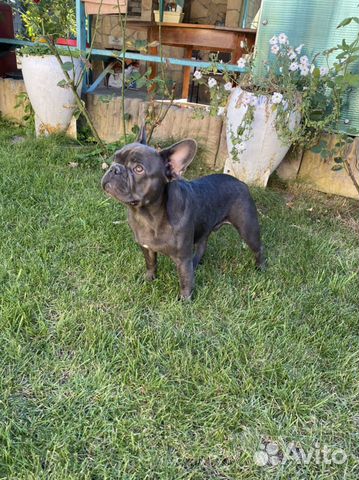 Француский бульдог голубой окрас