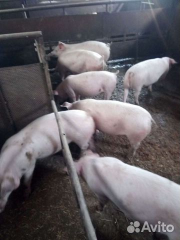 Поросята породы см 1