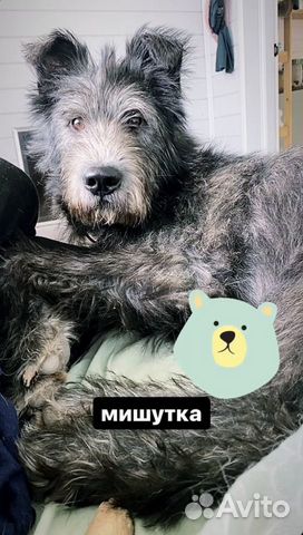 Очаровательный пёс в добрые руки