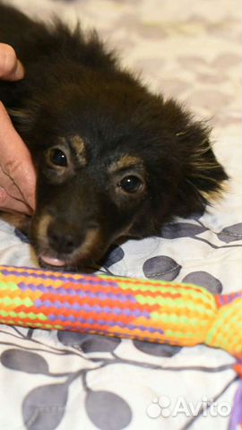 Мушка ждет своего человека