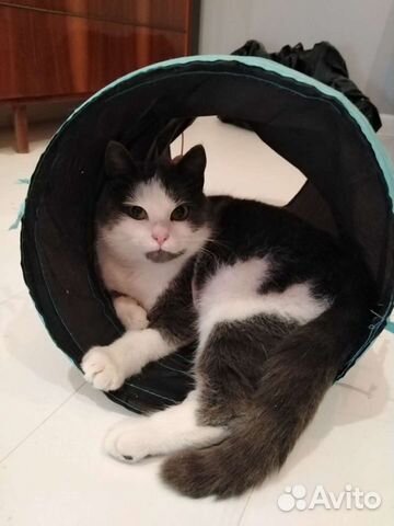 Кошка в дар