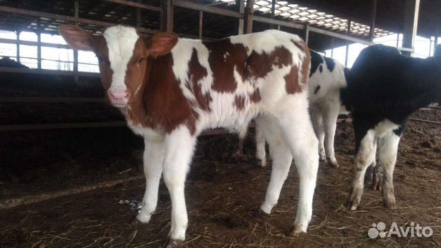 Телята бычки и телочки