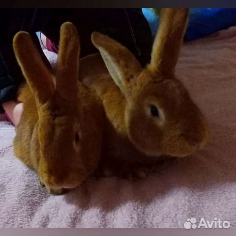 Кролики новозеланские красные