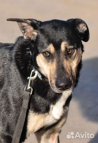 Снупи (собака в дар)