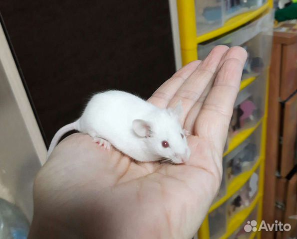 Мышь лабораторная