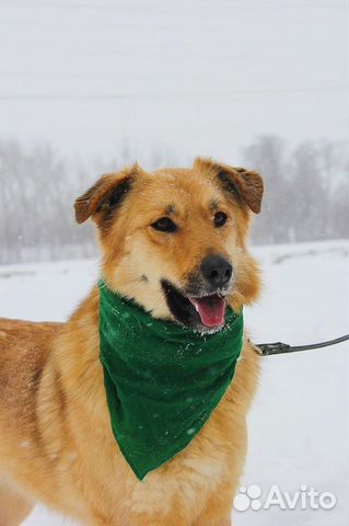 Доброе солнышко Лиза, отдам