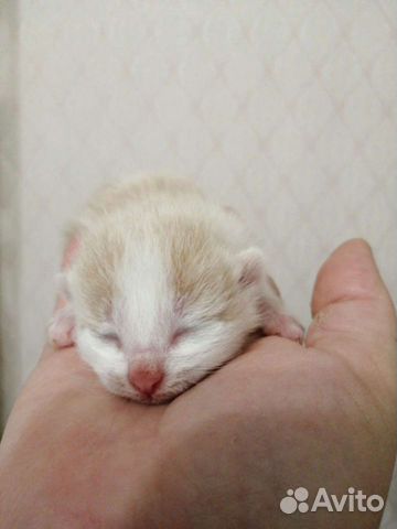 Котенок от ловчей кошки