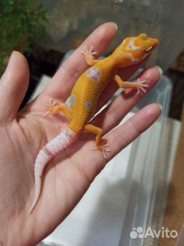 Эублефары Tangerine